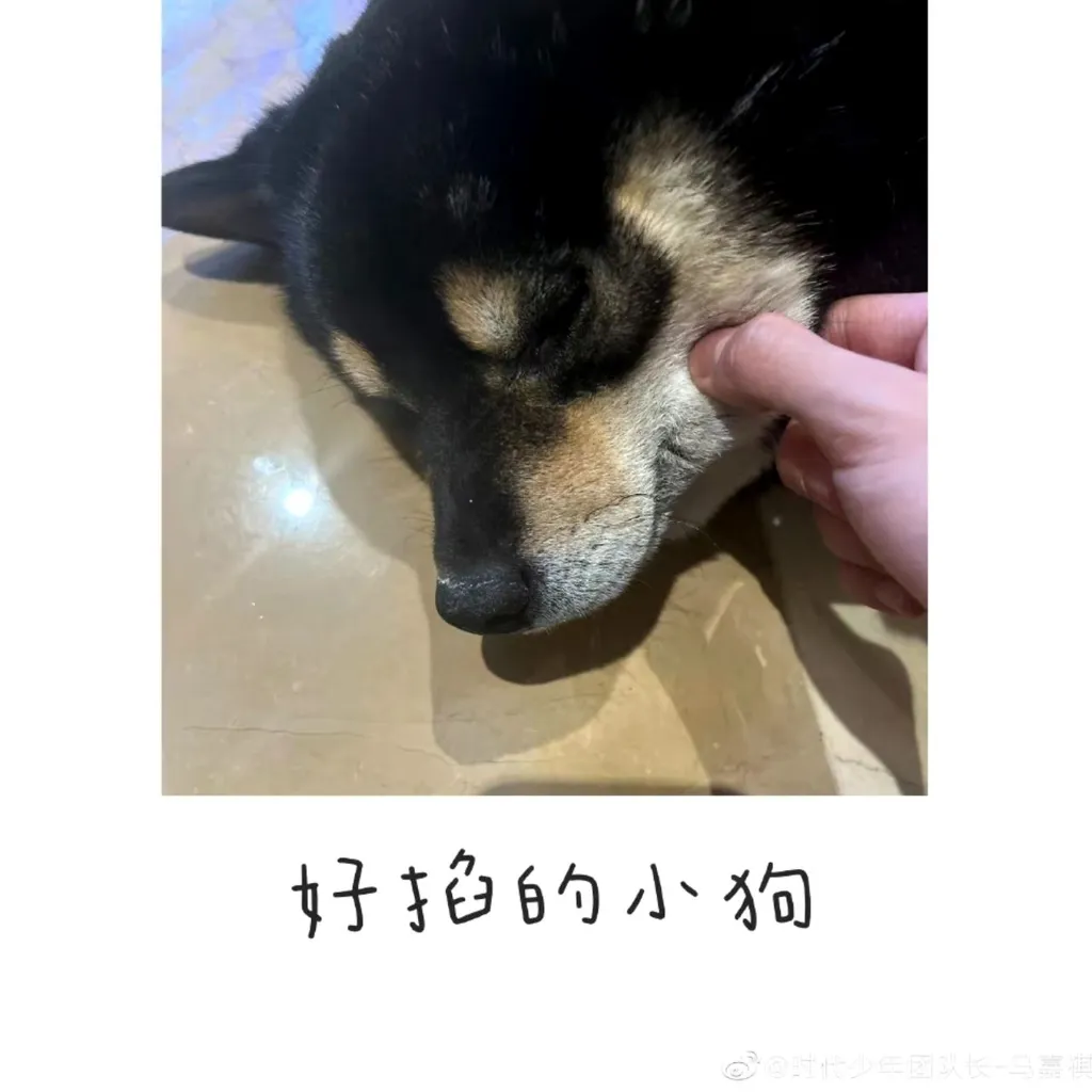 服,马嘉祺派柴六斤来我家门口拉💩【一】爱挖坑的兔子的画本故事 画本故事